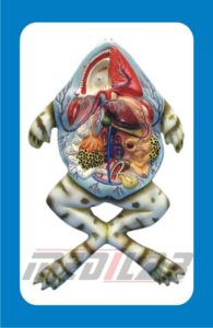 Frog Dissection - MEDILAB -3D Model