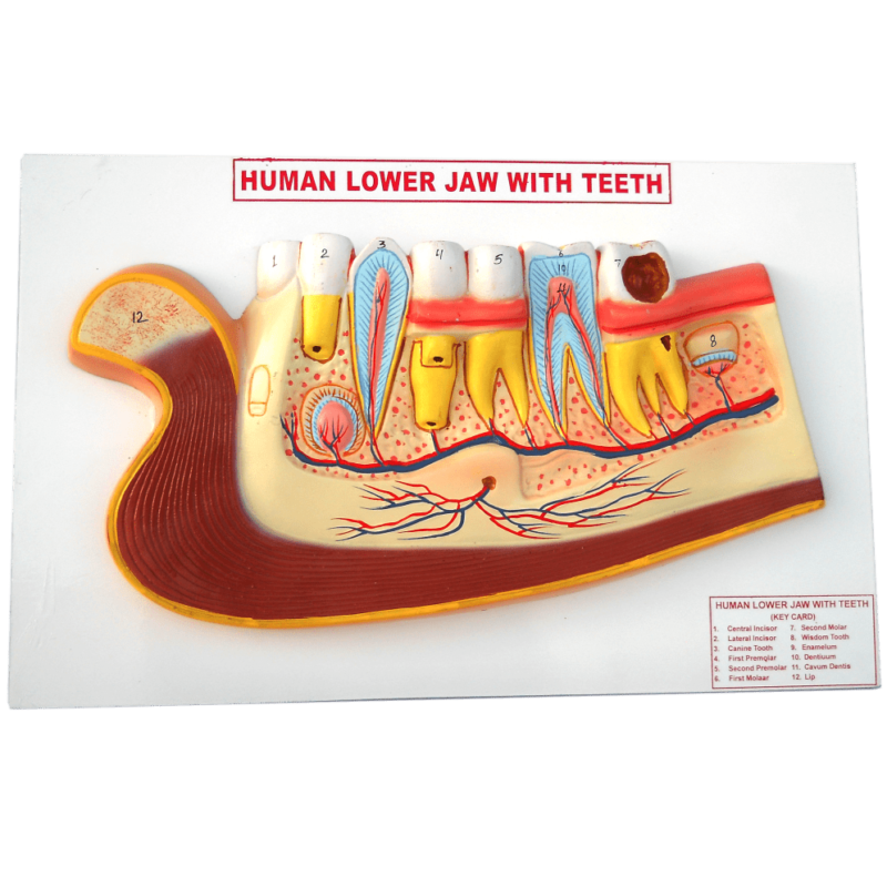 HUMAN LOWER JAW WITH TEETH – MEDILAB