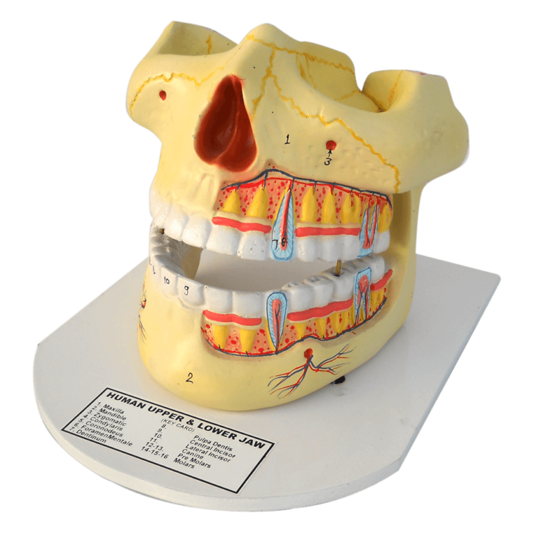 HUMAN UPPER & LOWER JAW MODEL - MEDILAB