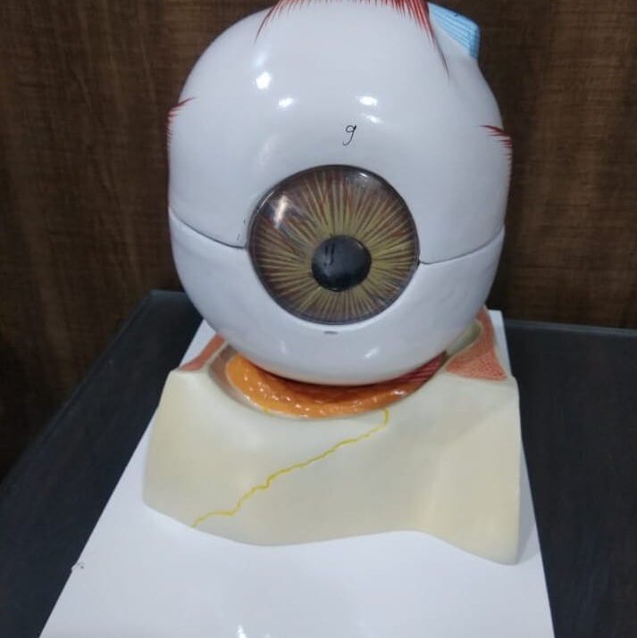 Biology Models - Anatomical - Botanical - Zoology - MEDILAB