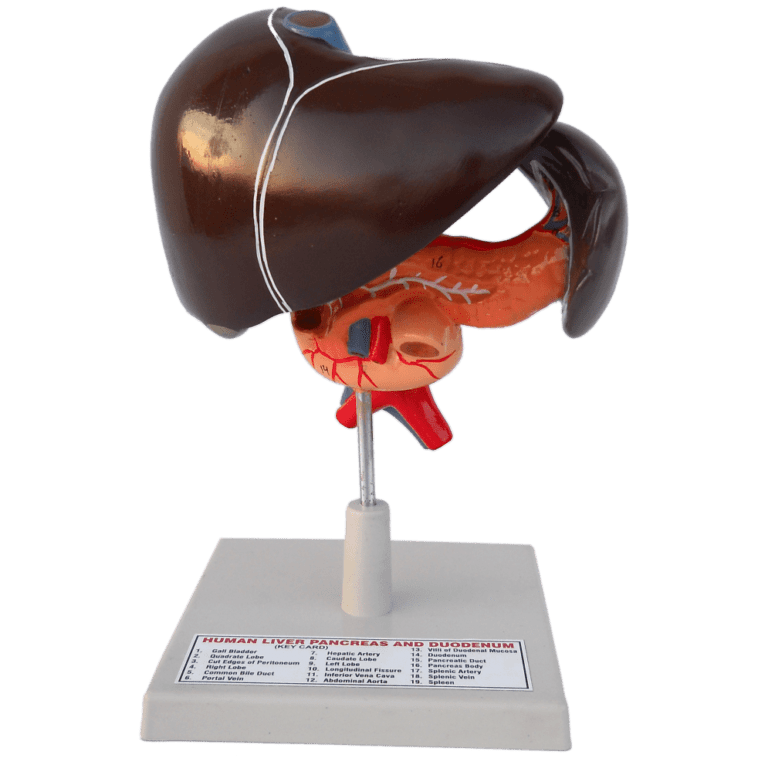 Human Liver Model - MEDILAB