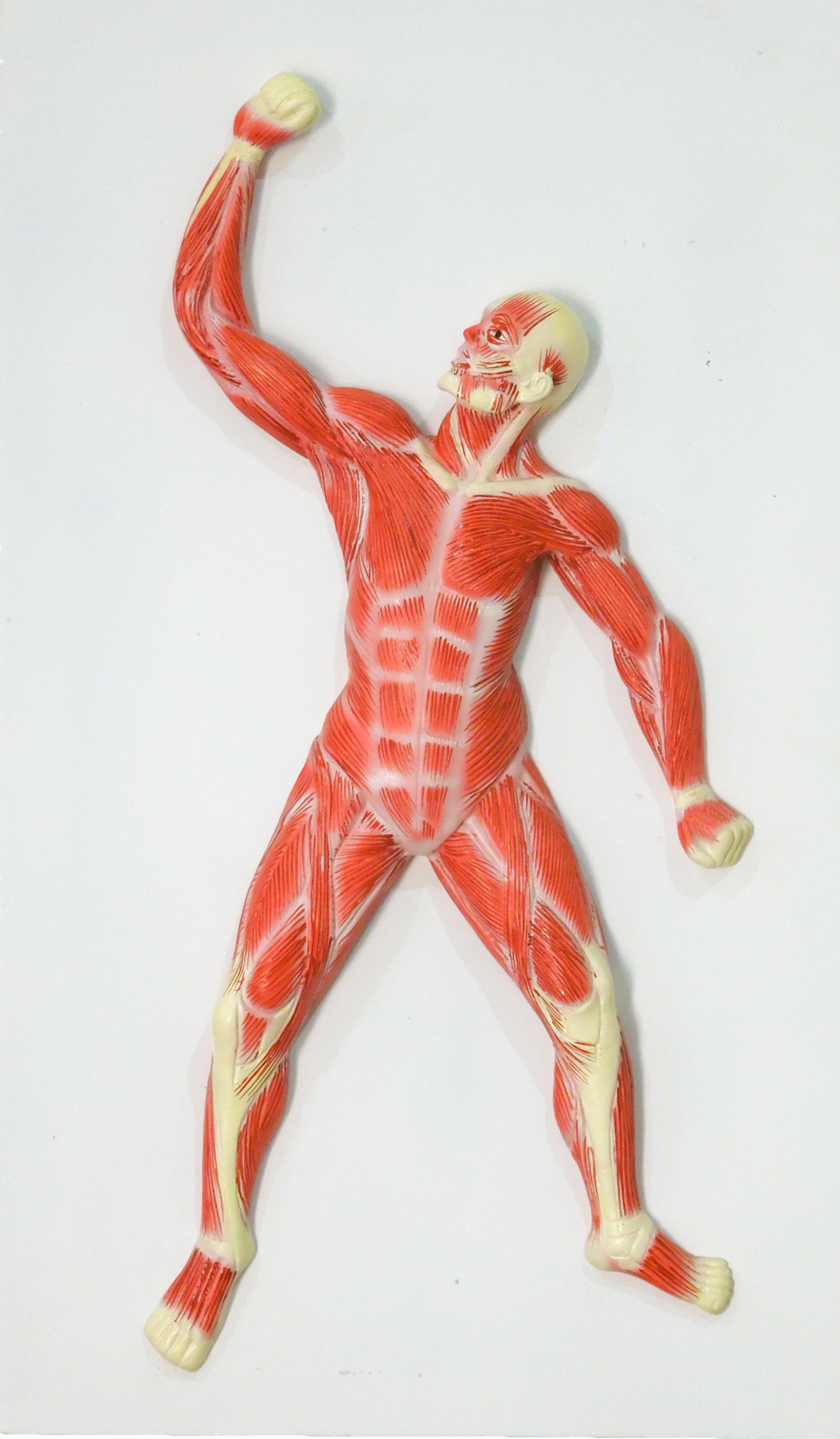 Human Muscle Structure Model - MEDILAB