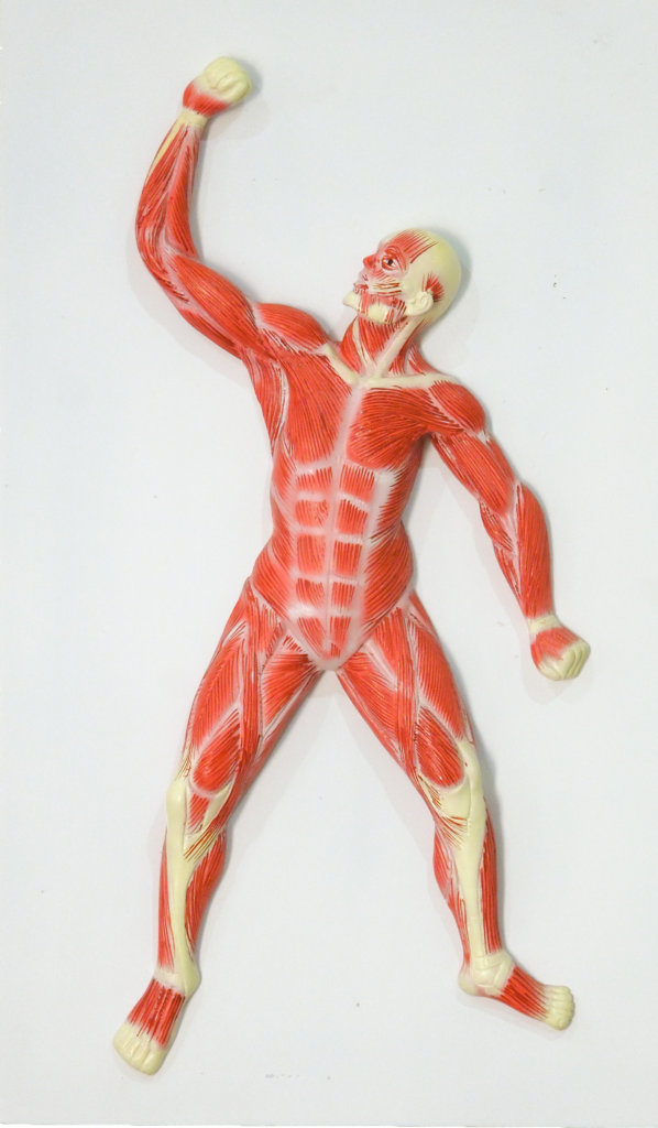 Human Muscle Structure Model - MEDILAB
