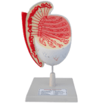 Human Testicle Model - MEDILAB