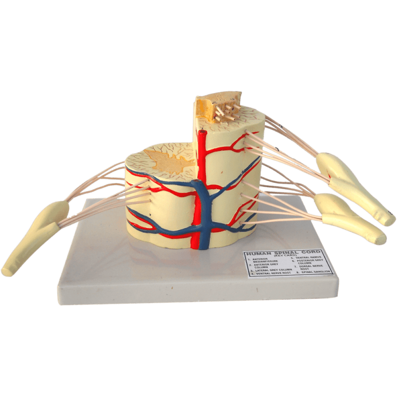 Human Spinal Cord – MEDILAB
