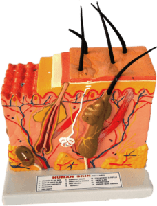 Human Skin Model 3D – MEDILAB