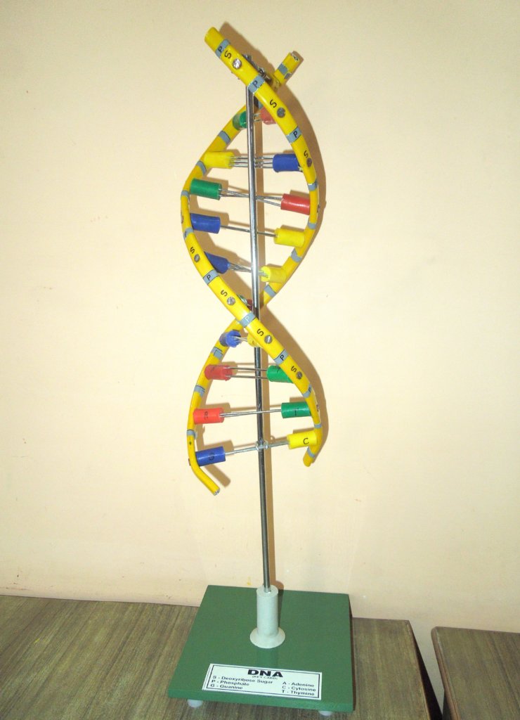 Anatomical Model of DNA – MEDILAB