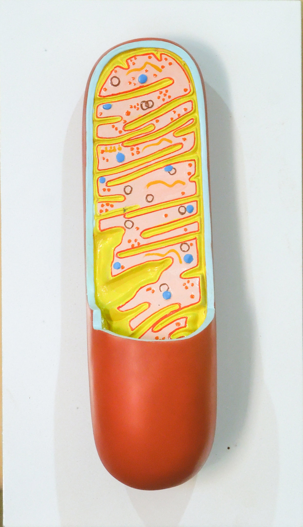 Mitochondria Model – MEDILAB