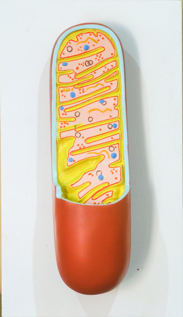 Mitochondria Model – MEDILAB