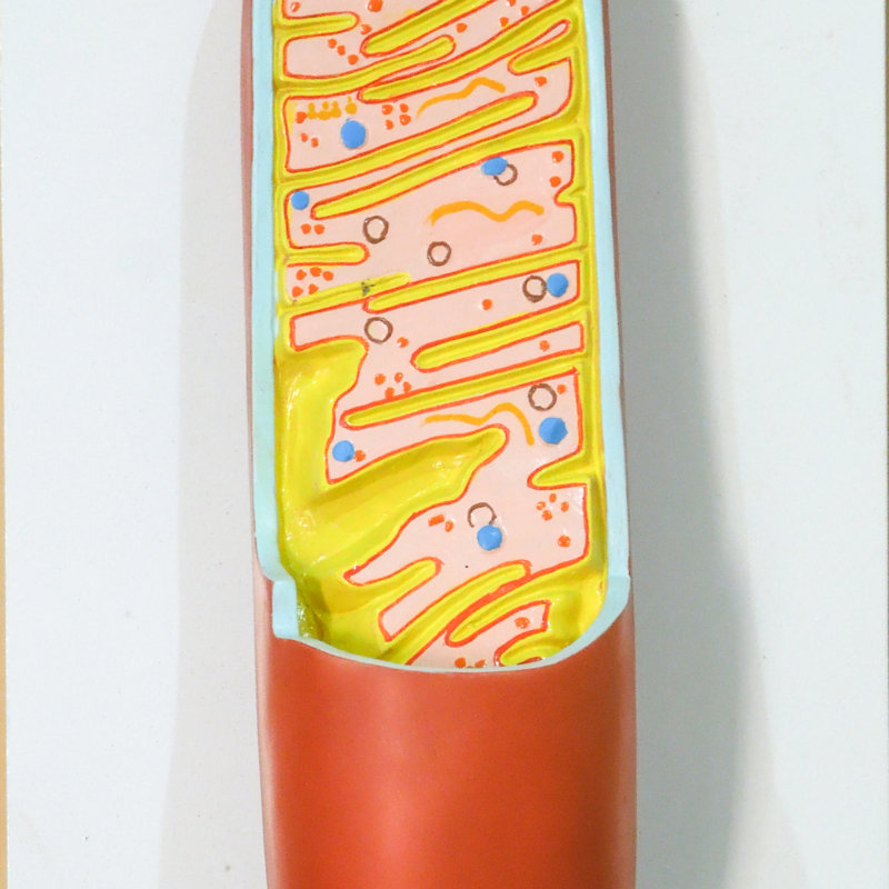 Botanical Model - Plant cells and structures – MEDILAB