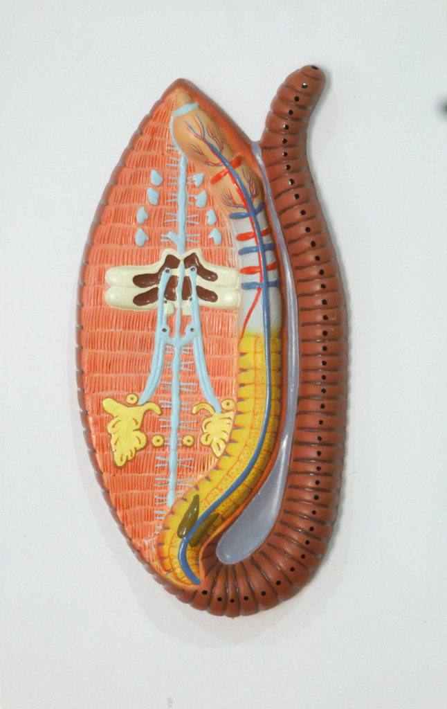 Earthworm Dissection Model – MEDILAB