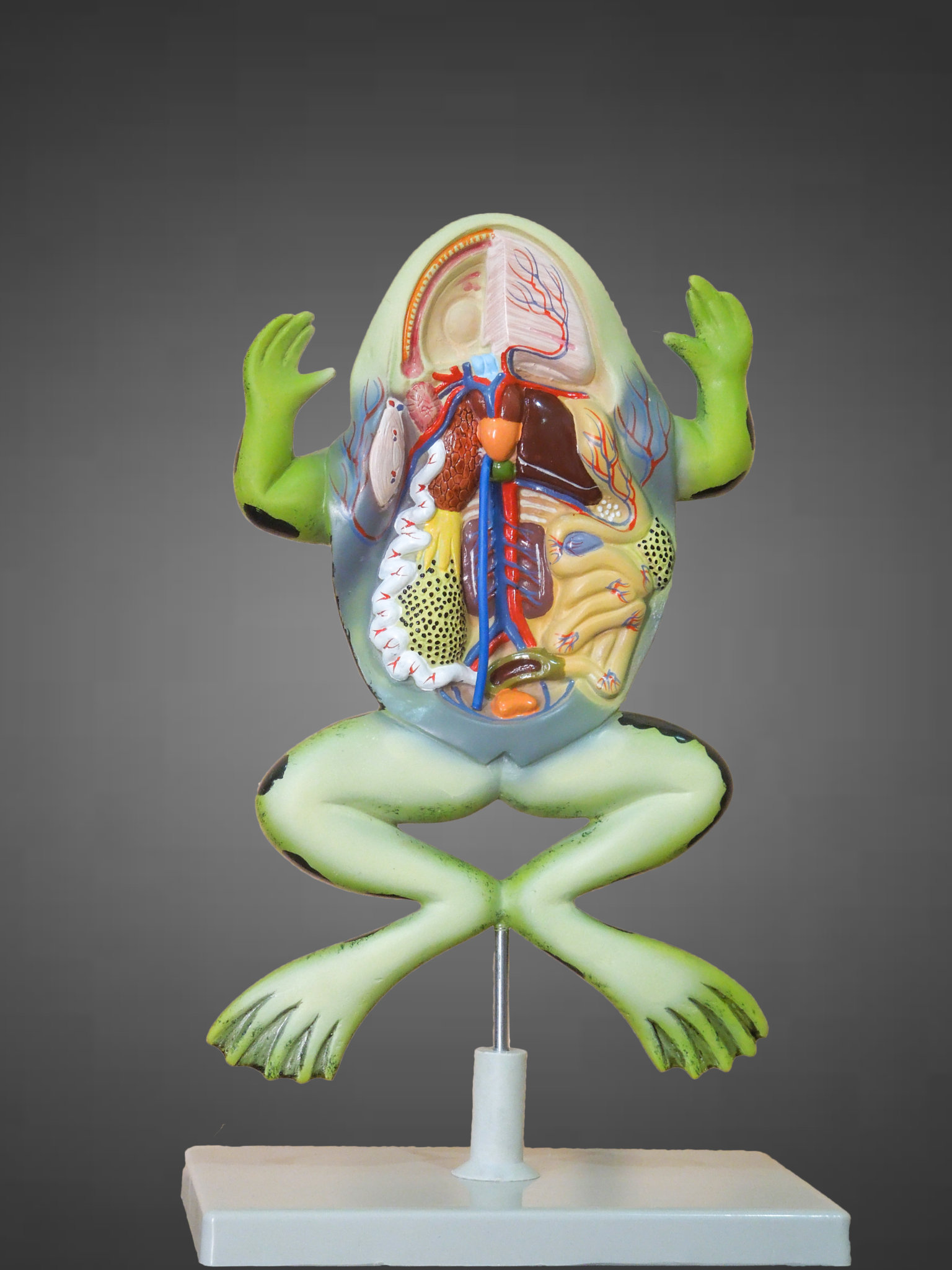 Frog Dissection Model – MEDILAB