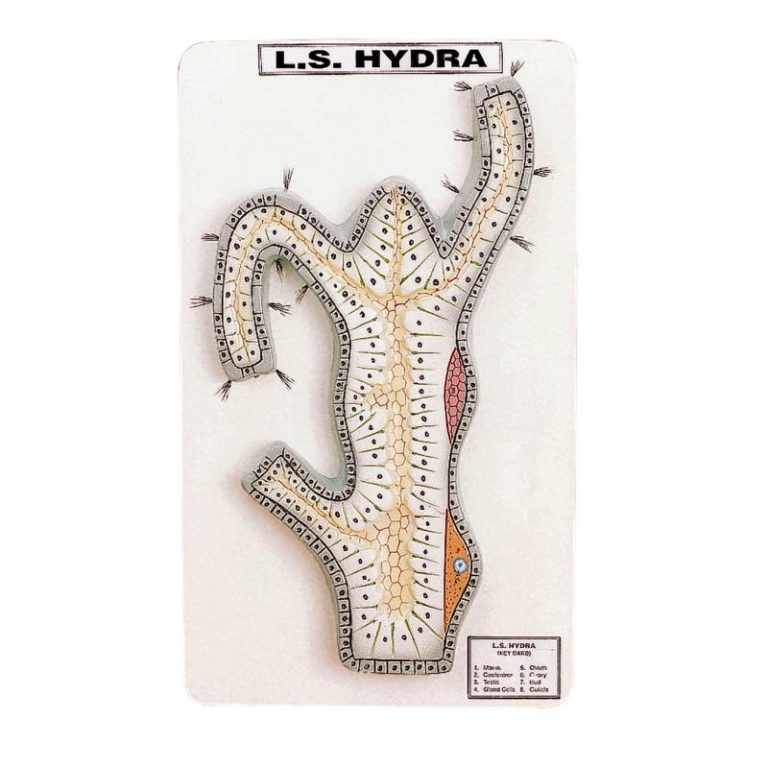Anatomical Model of Hydra L.S – MEDILAB