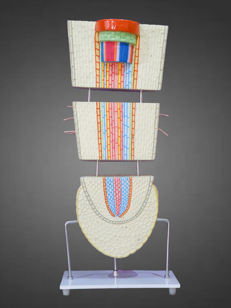 Dicot Root Tip Model - Medilab Exports Consortium