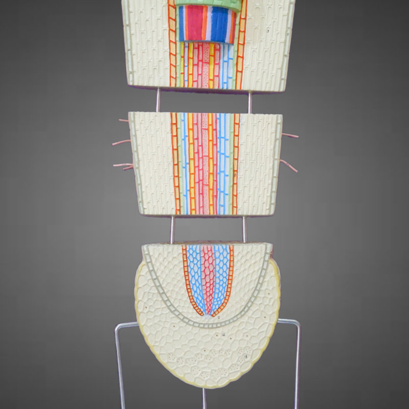 Botanical Model - Plant cells and structures – MEDILAB