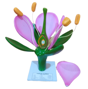 TYPICAL DICOT FLOWER MODEL – MEDILAB