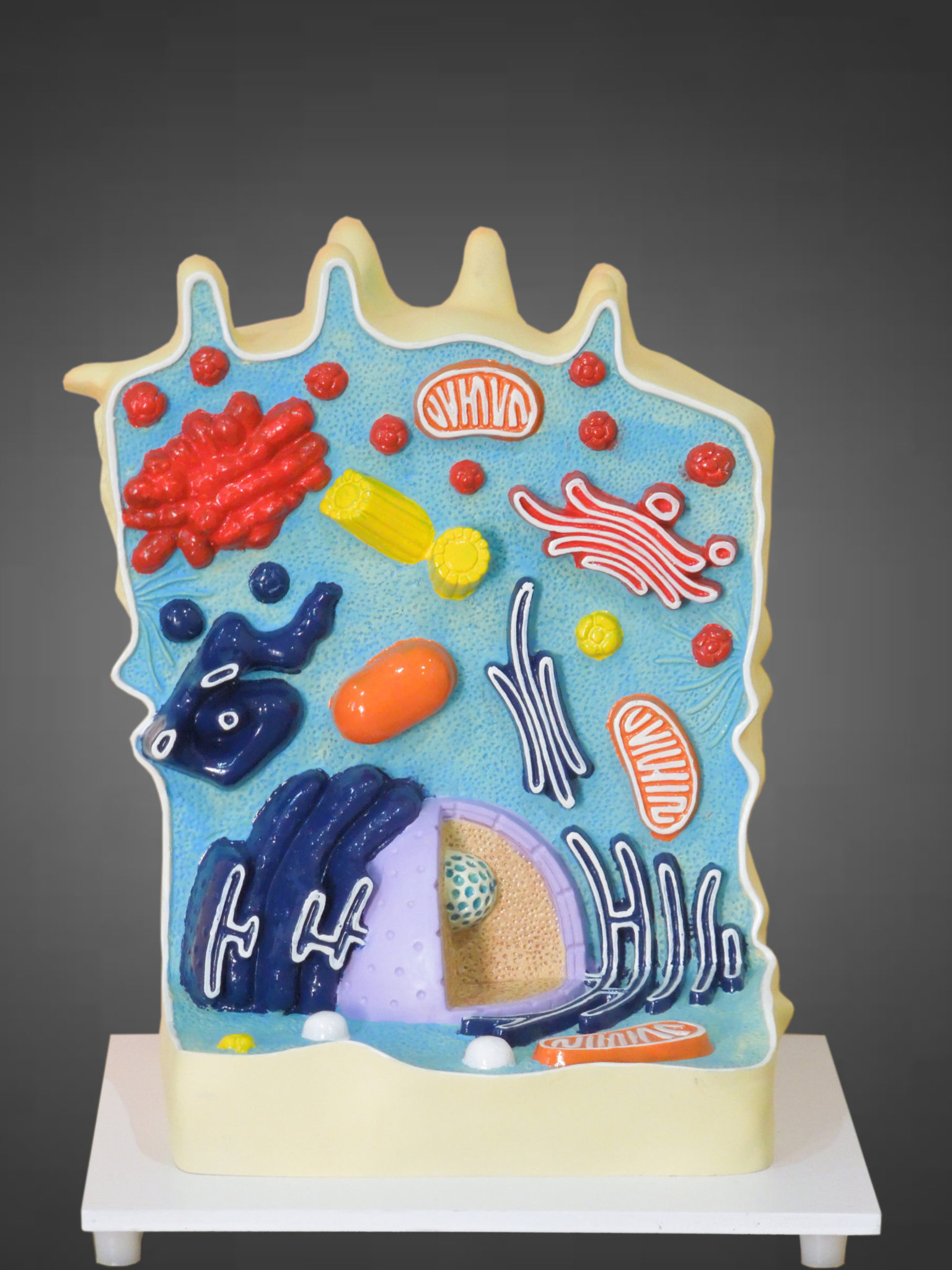 Anatomical Model of Animal Cell - MEDILAB