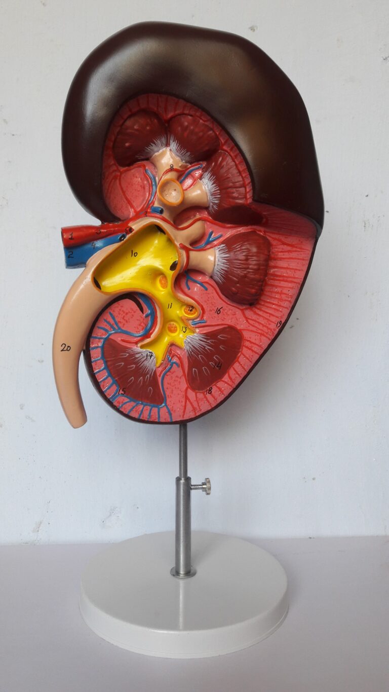 Human Kidney Model - MEDILAB